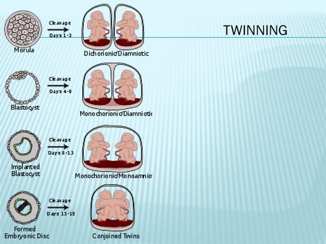 first week of development embryology.pptx