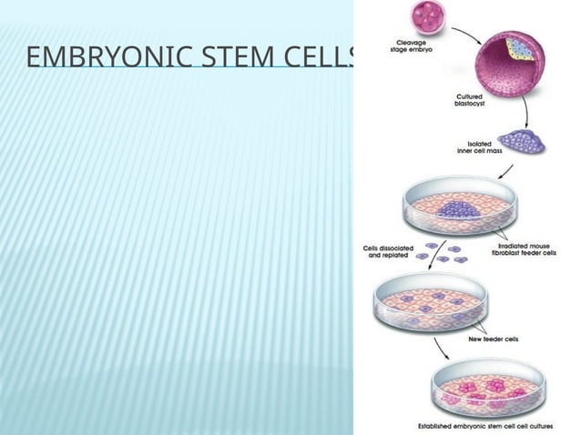 first week of development embryology.pptx