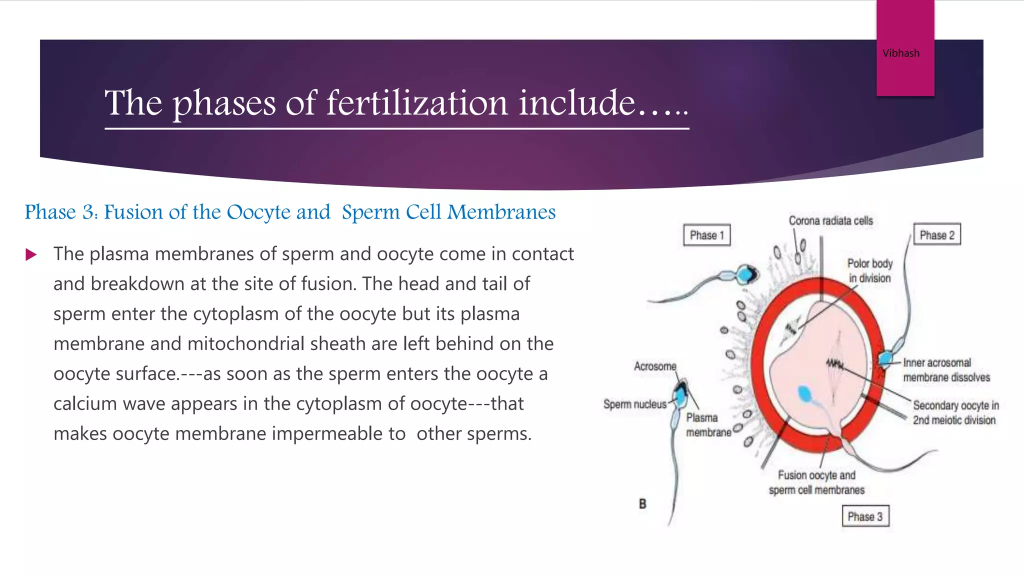 First week of development | PPTX