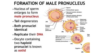 FIRST WEEK OF DEVELOPMENT.pptx