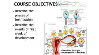 FIRST WEEK OF DEVELOPMENT.pptx