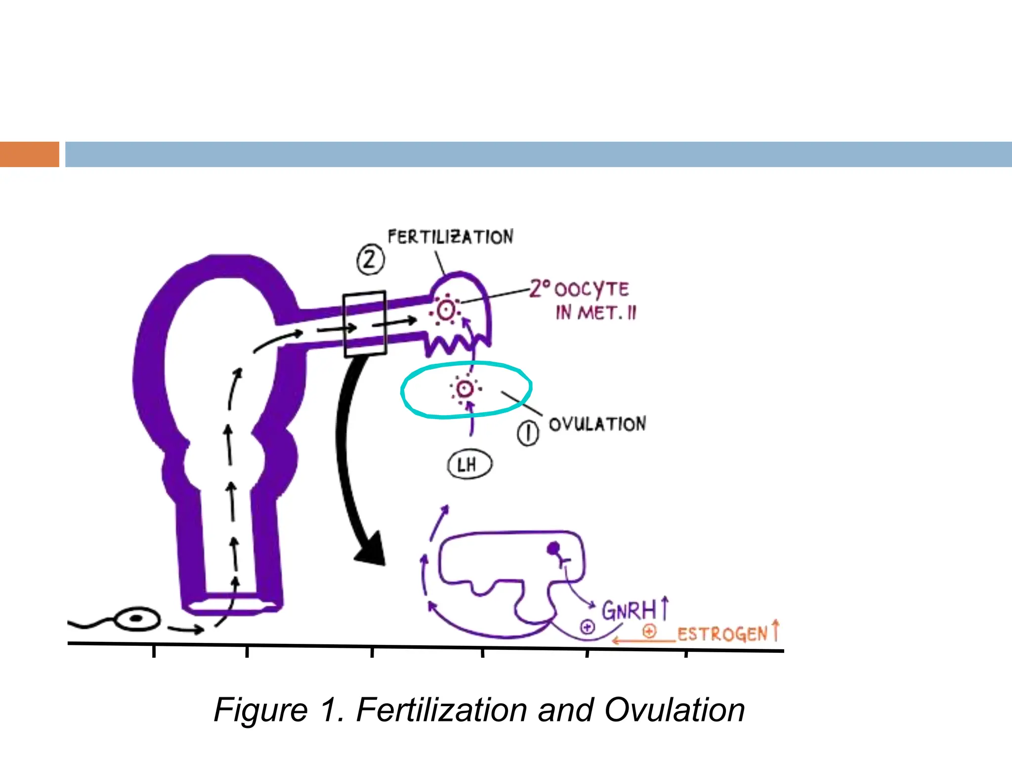 First week of development after fertilization.pptx
