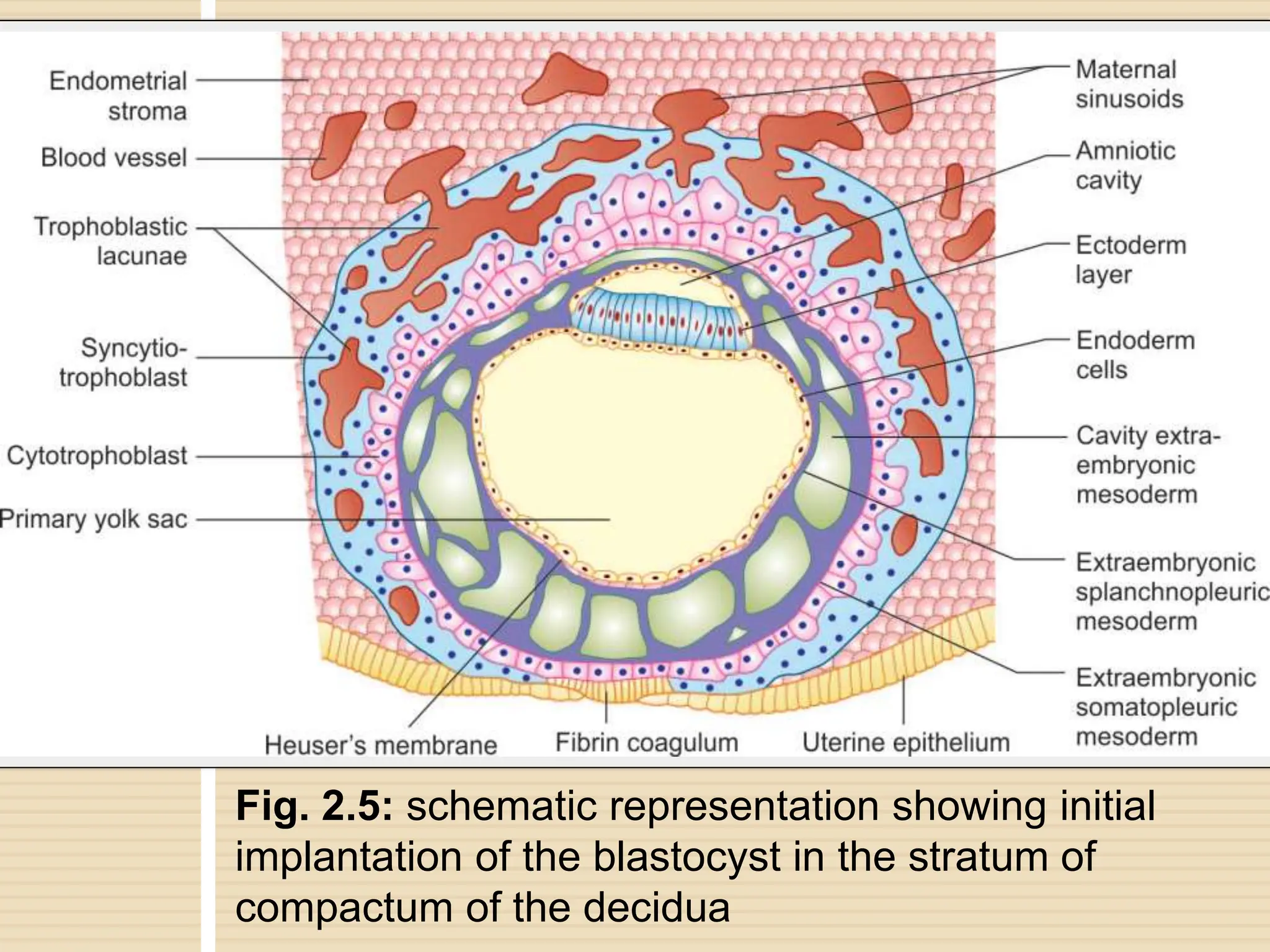 First week of development after fertilization.pptx