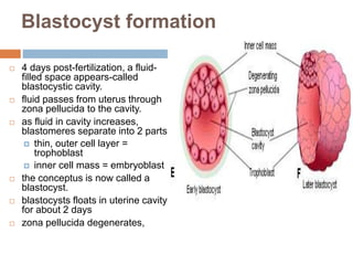 First week of development after fertilization.pptx