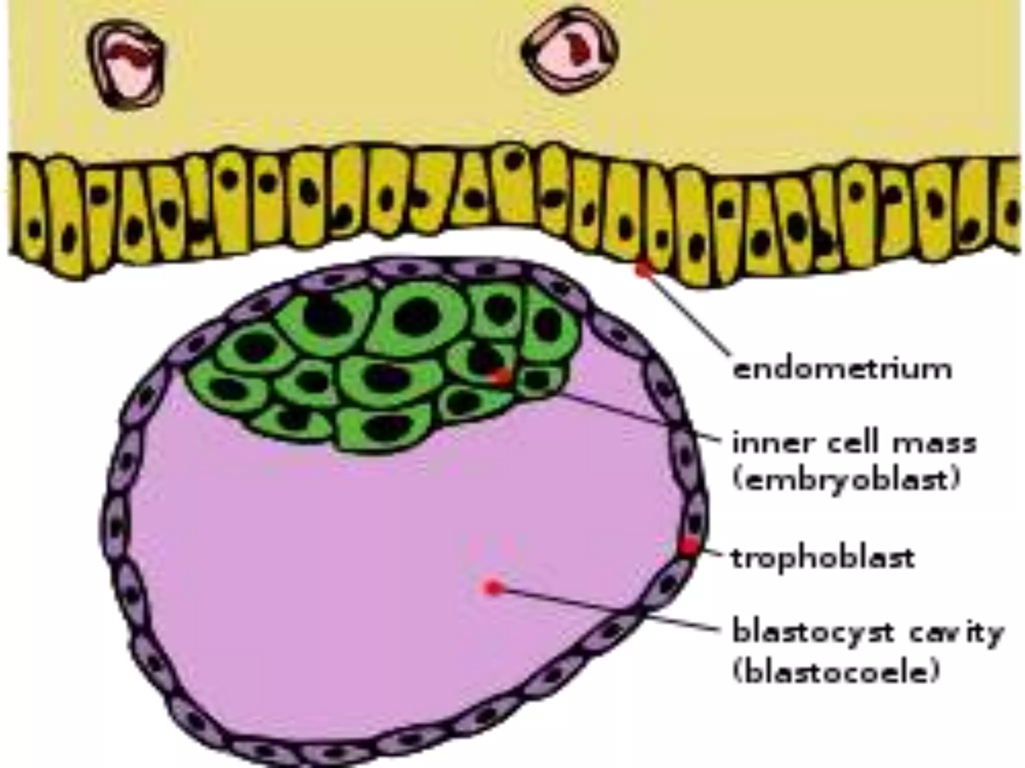 First week of embryology | PPTX