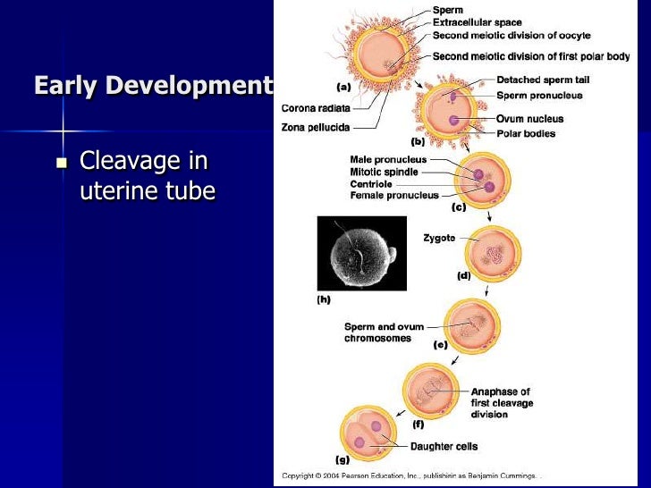 First week of embryology