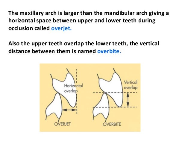 09. Occlusion (Lecture) - Dentition