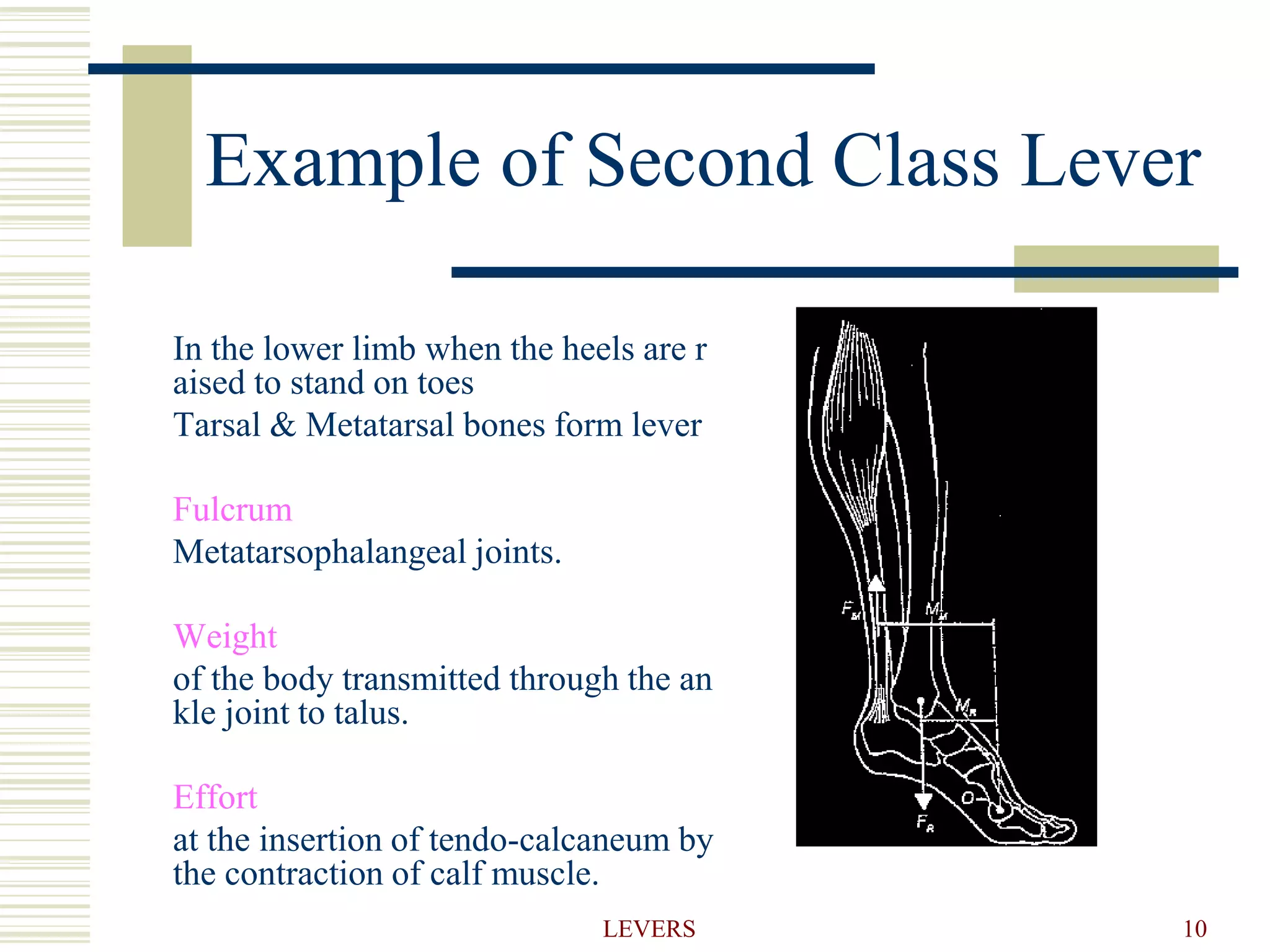 Levers in Physiotherapy | PPTX