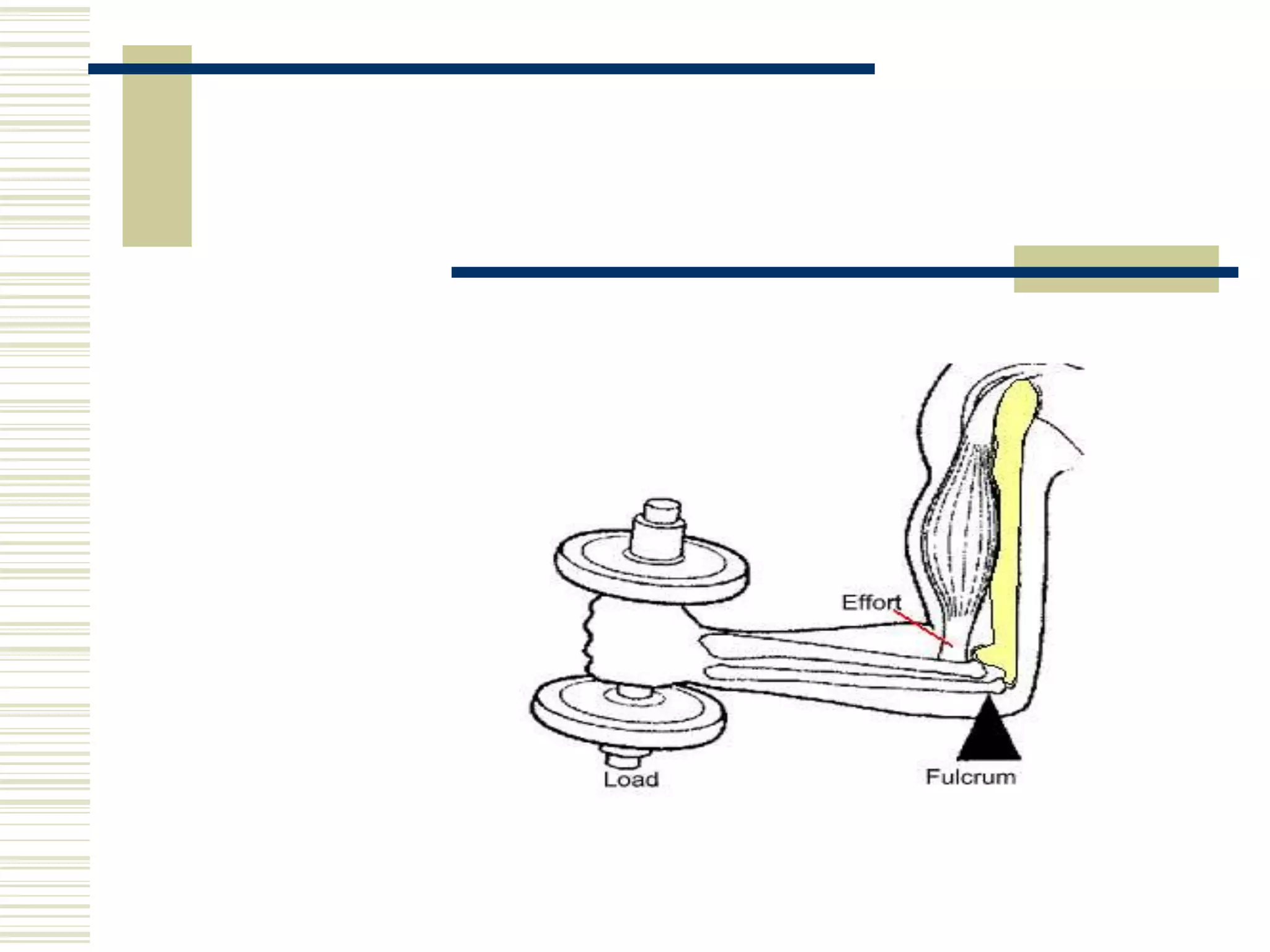 Levers in Physiotherapy | PPTX