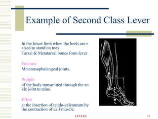 Levers in Physiotherapy | PPTX