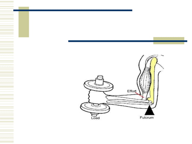 Levers in Physiotherapy | PPTX