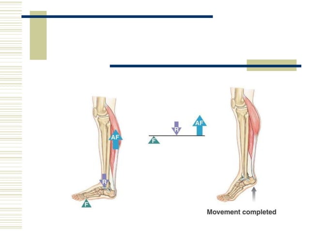 Levers in Physiotherapy | PPTX