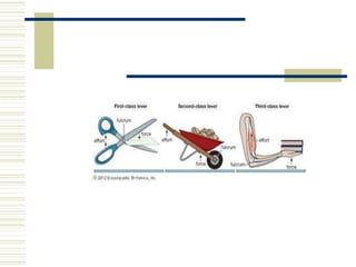 Levers in Physiotherapy | PPTX