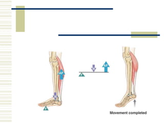 Position Of Lever In Human Body