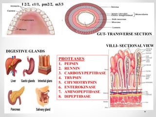 Zoology First Year Important Questions | Exam Tips and Tricks | PPTX