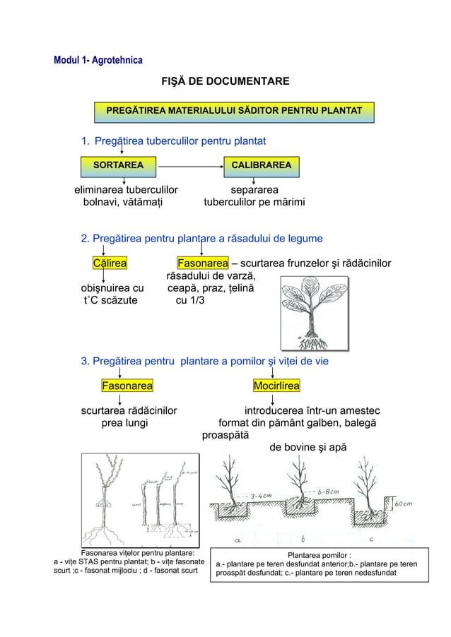 fisa de documentare+fisa de lucru - pregatirea rasadurilor si a vitei de vie pt plantat.doc