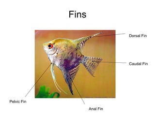 Fish | PPT