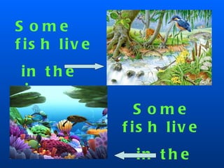 Fish | PPT