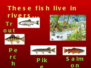 Fish | PPT