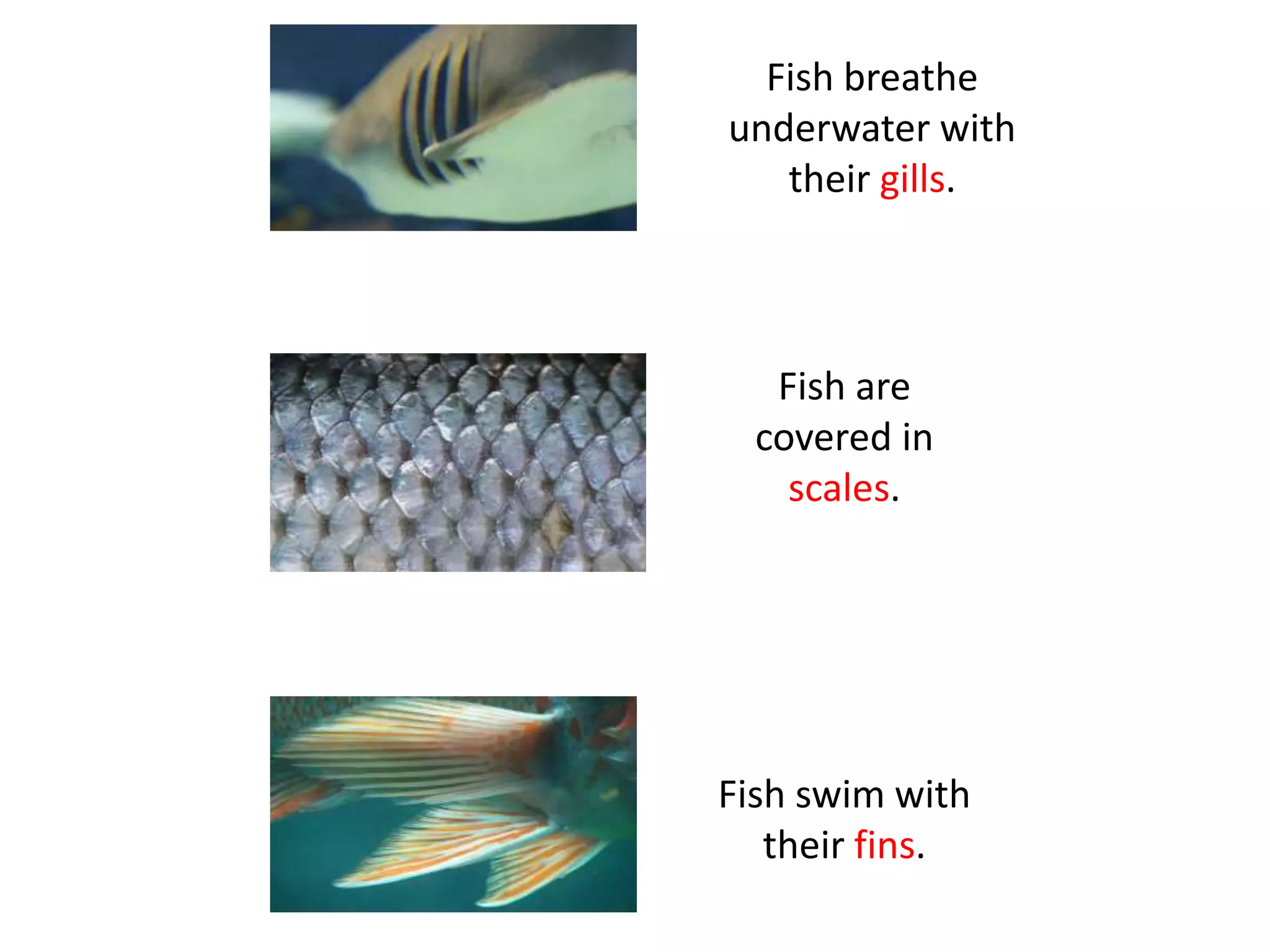 Fish | PPTX | Fish and Aquariums | Pets