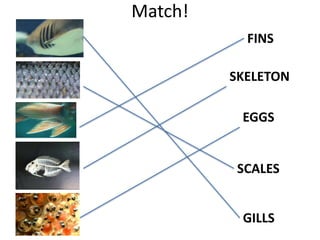 Fish | PPTX