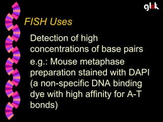Fluorescence in situ Hybridization FISH #glok92 | PPT
