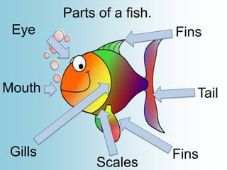 Fish: First steps on science | PPT