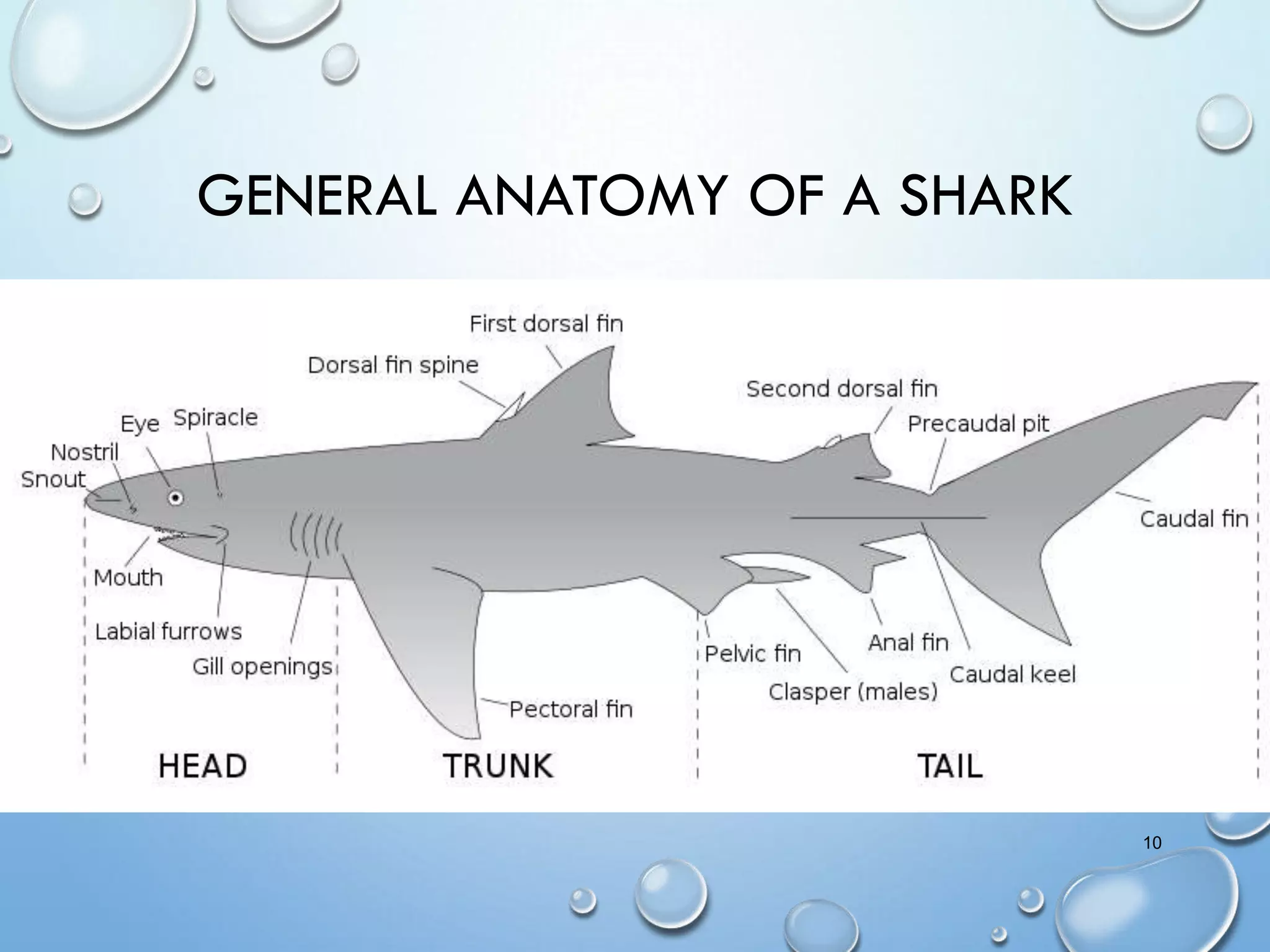 Fish Taxonomy & Charateristics | PPT