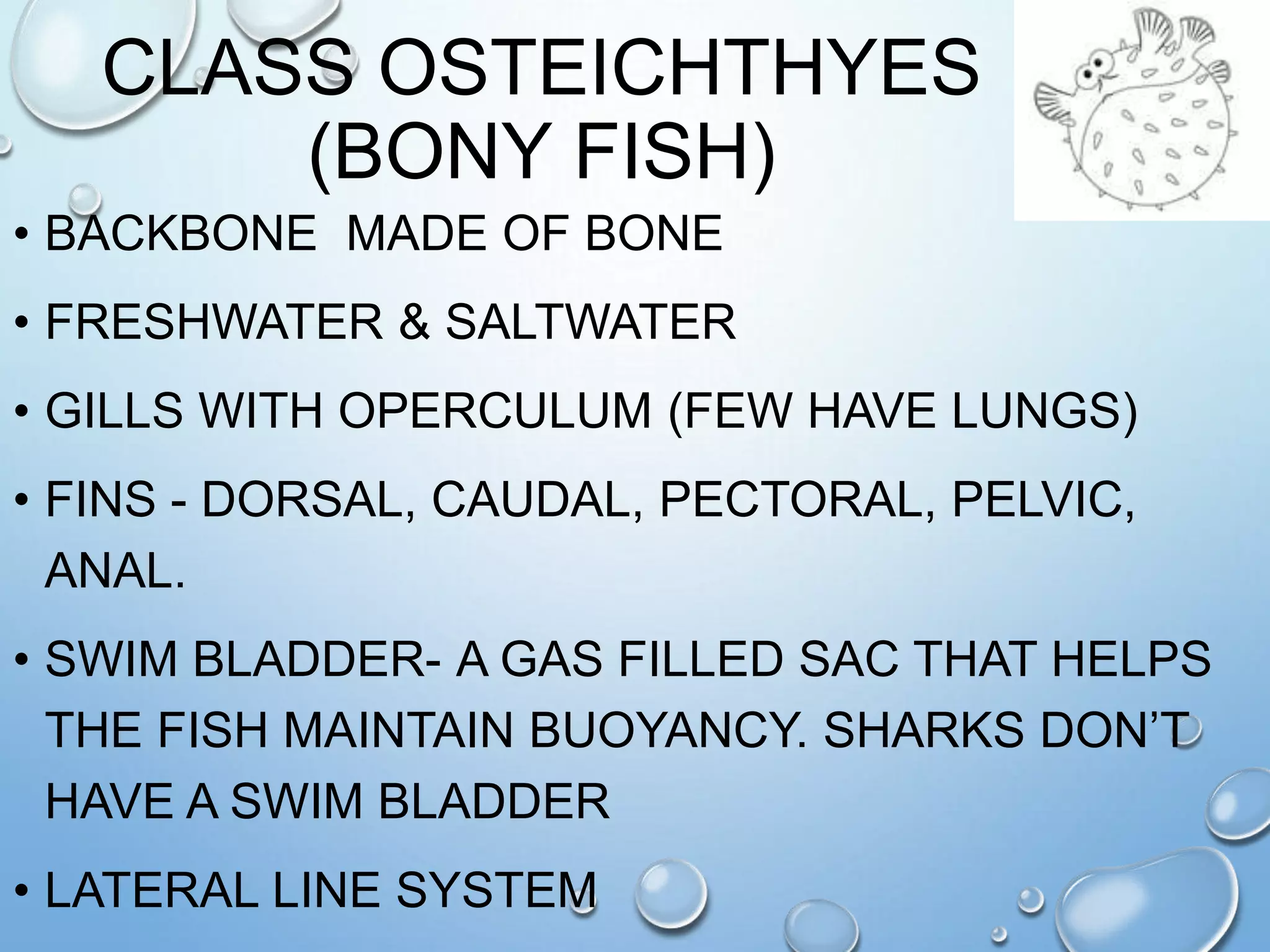 Fish Taxonomy & Charateristics | PPT