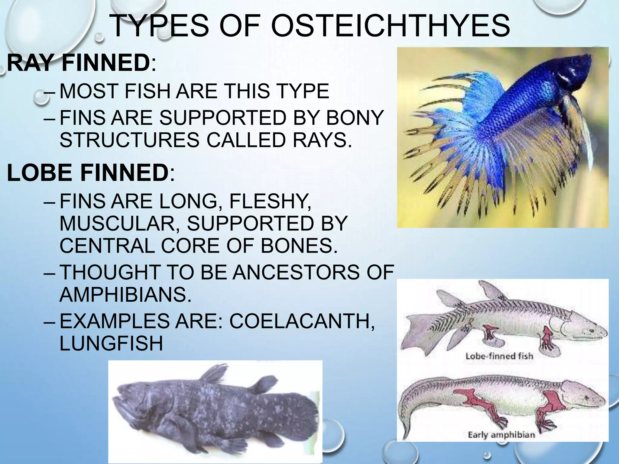 Fish Taxonomy & Charateristics | PPT