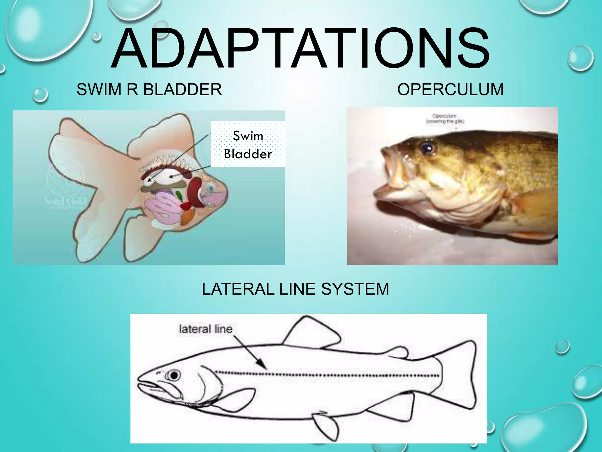 Fish Taxonomy & Charateristics | PPT