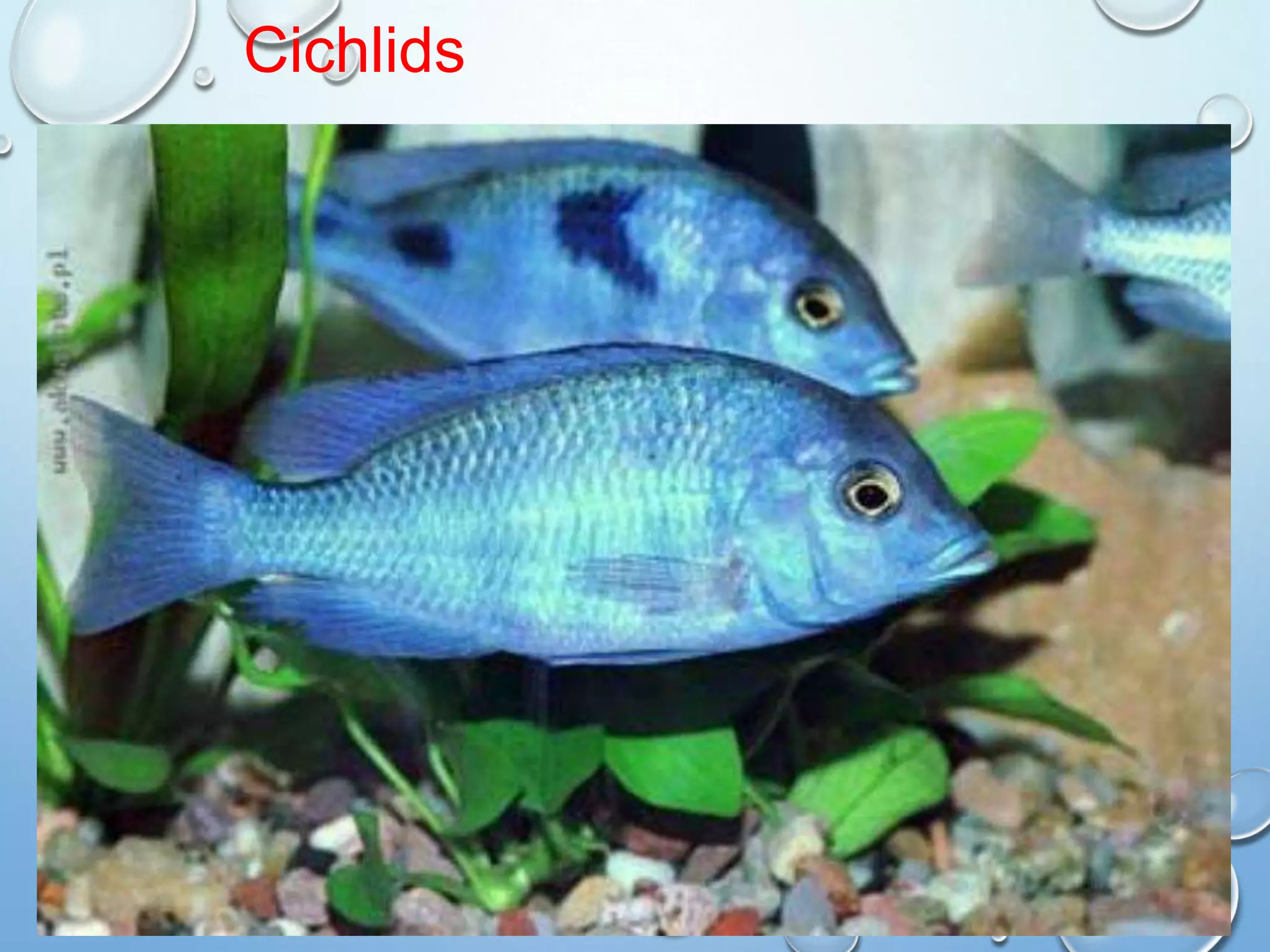 Fish Taxonomy & Charateristics | PPT
