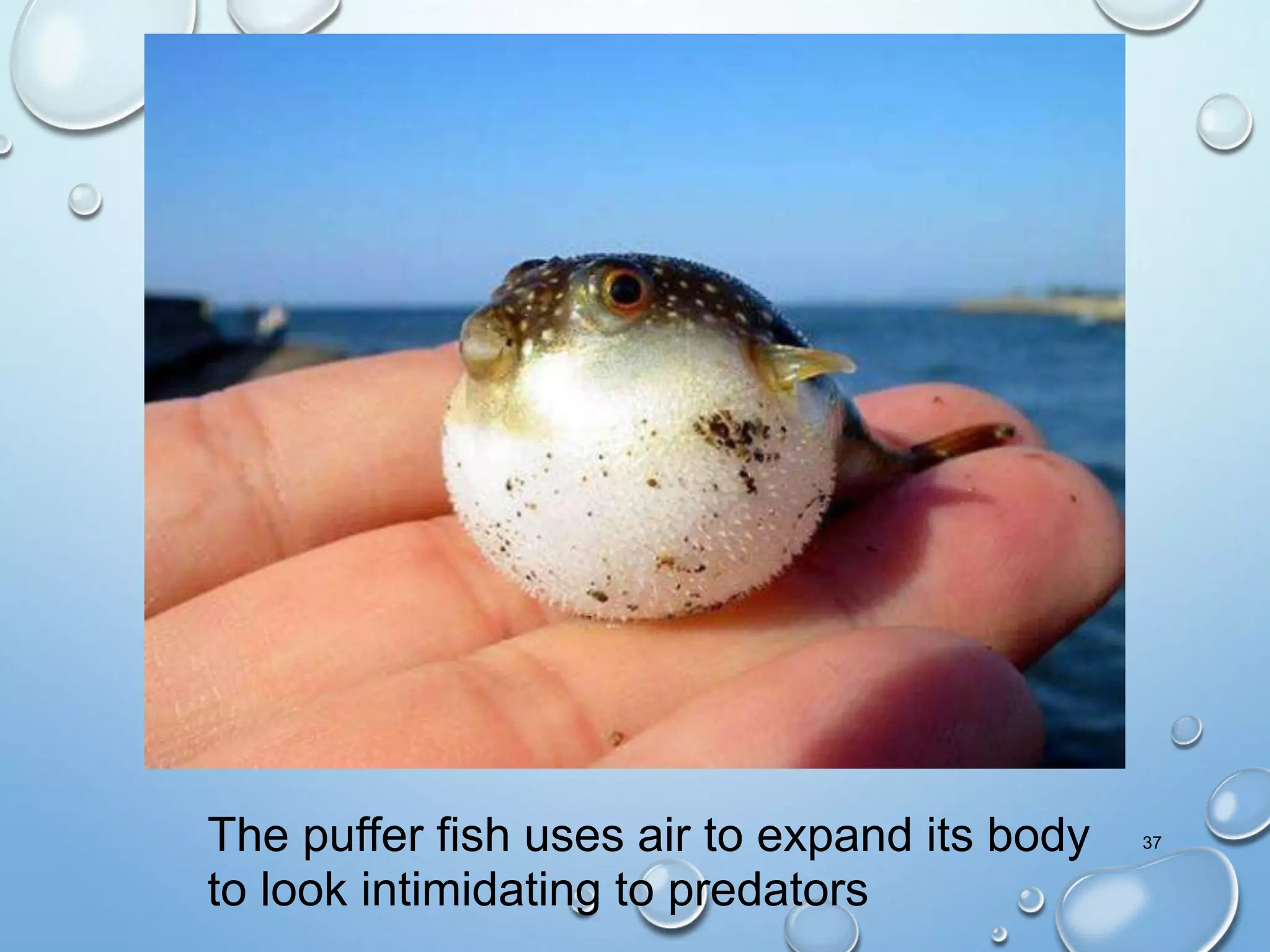 Fish Taxonomy & Charateristics | PPT