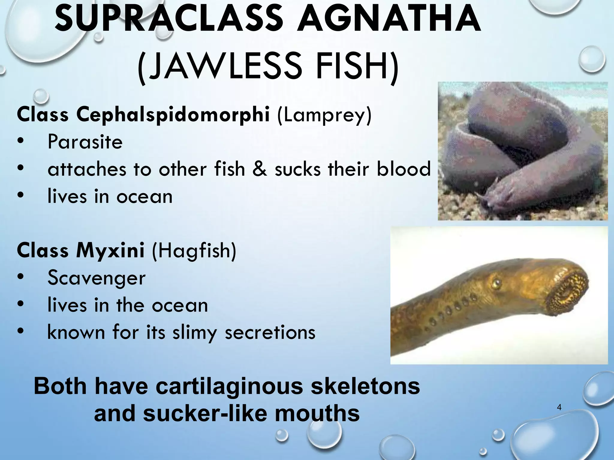 Fish Taxonomy & Charateristics | PPT