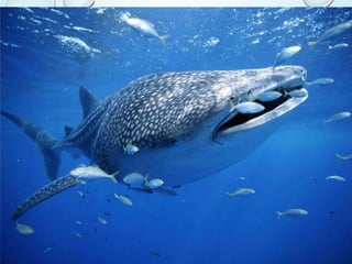 Fish Taxonomy & Charateristics | PPT