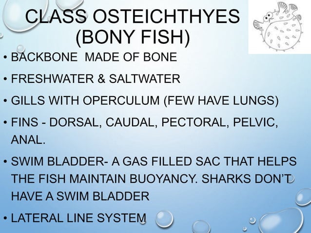 Fish Taxonomy & Charateristics | PPT