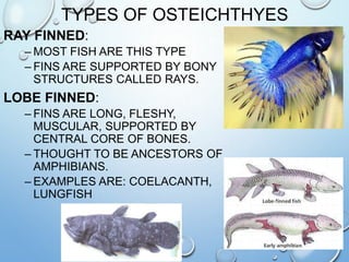 Fish Taxonomy & Charateristics | PPT