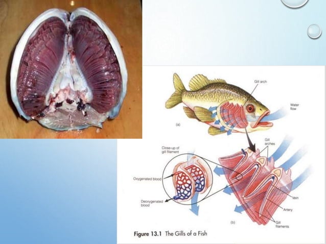 Fish Taxonomy & Charateristics | PPT