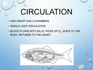 Fish Taxonomy & Charateristics | PPT