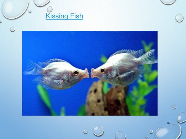 Fish Taxonomy & Charateristics | PPT