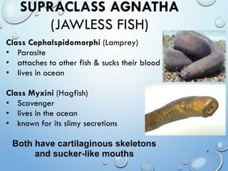 Fish Taxonomy & Charateristics | PPT