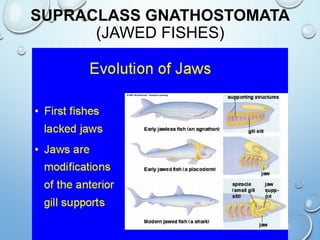 Fish Taxonomy & Charateristics | PPT