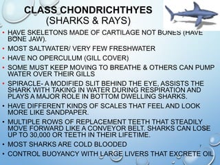 Fish Taxonomy & Charateristics | PPT