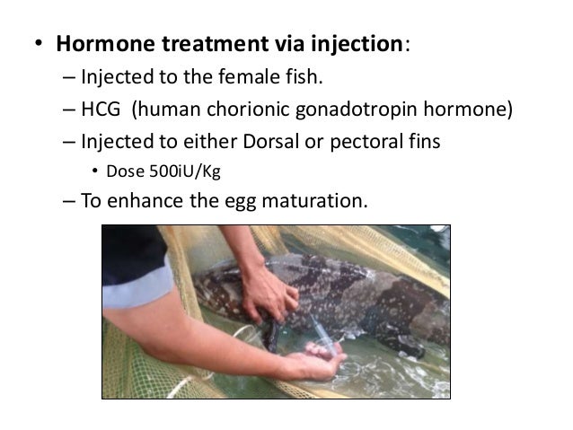 Fish Hatchery the B-Area