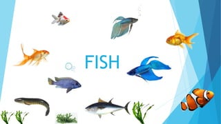 Fish | PPT