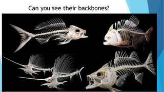 Fish | PPT