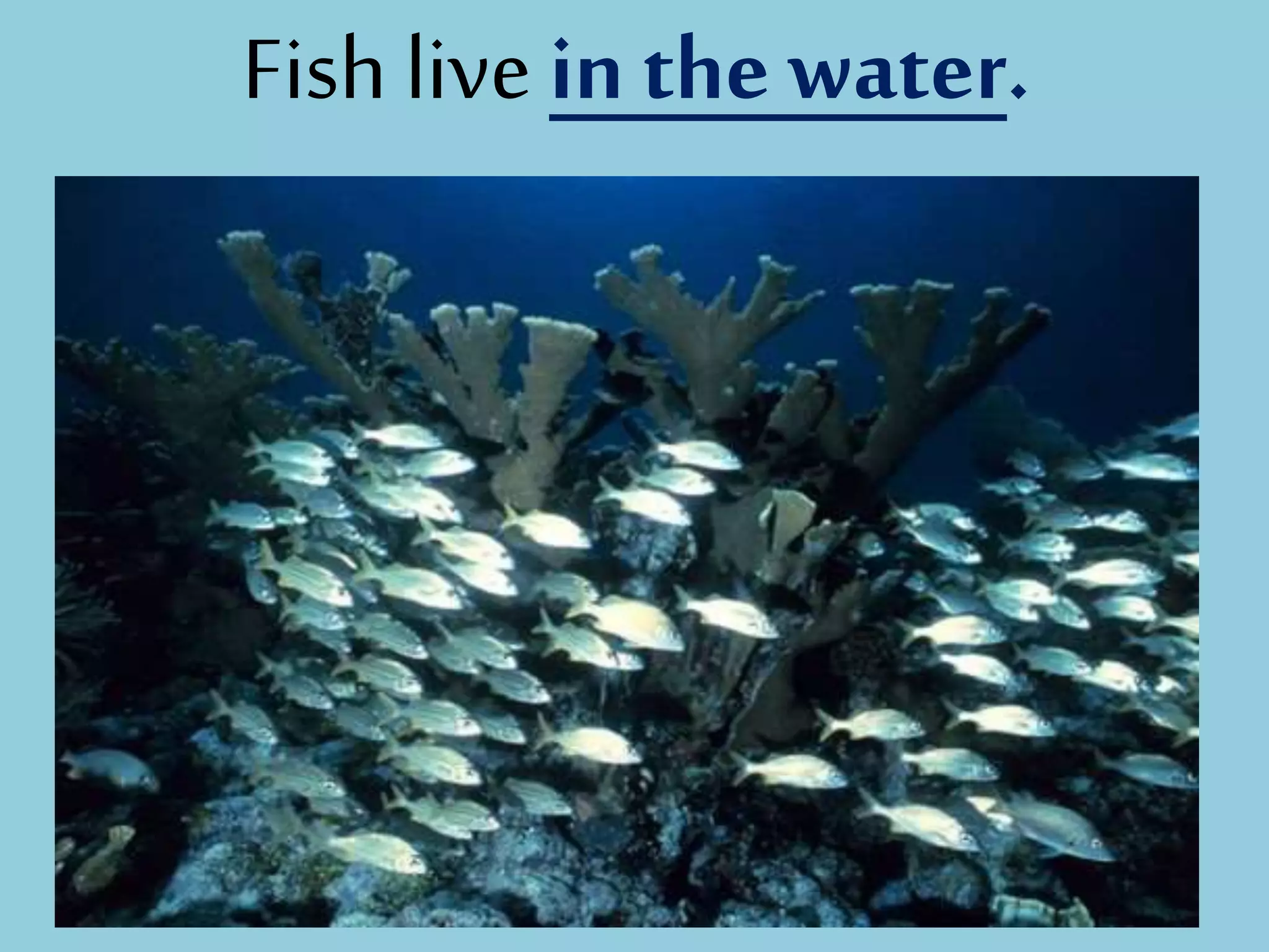 Fish | PPT
