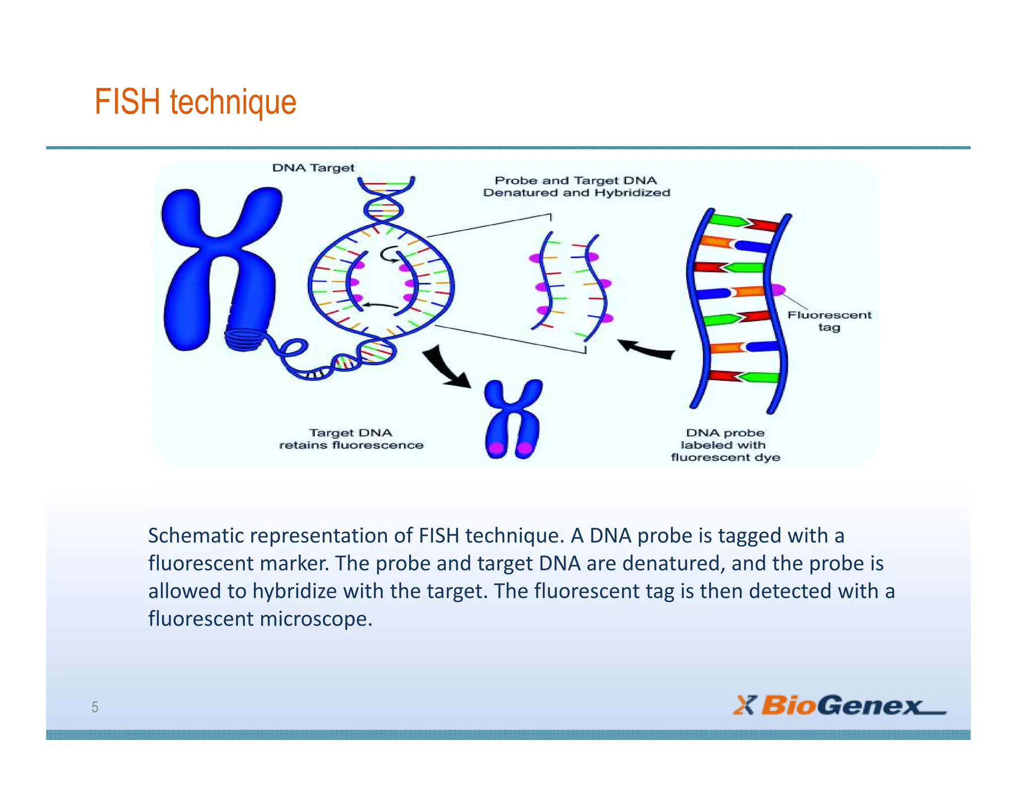 Fluorescent in-situ Hybridization (FISH) | PDF