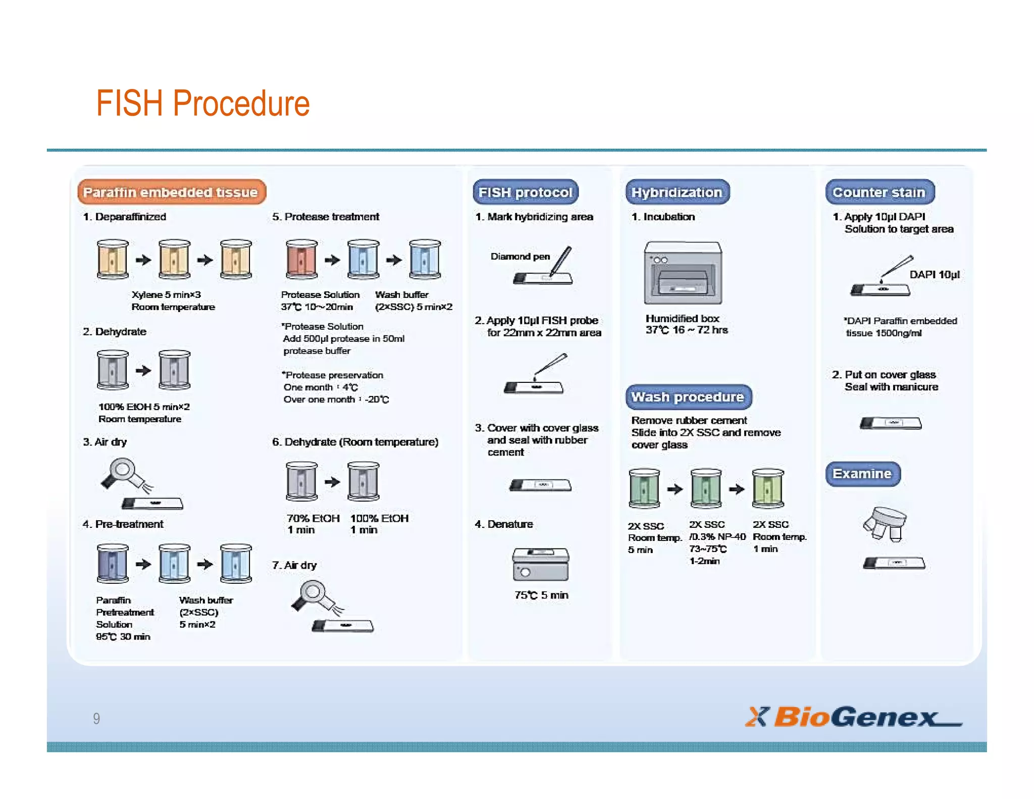 Fluorescent in-situ Hybridization (FISH) | PDF