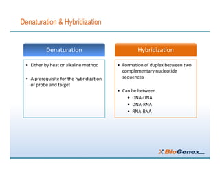 Fluorescent in-situ Hybridization (FISH) | PDF